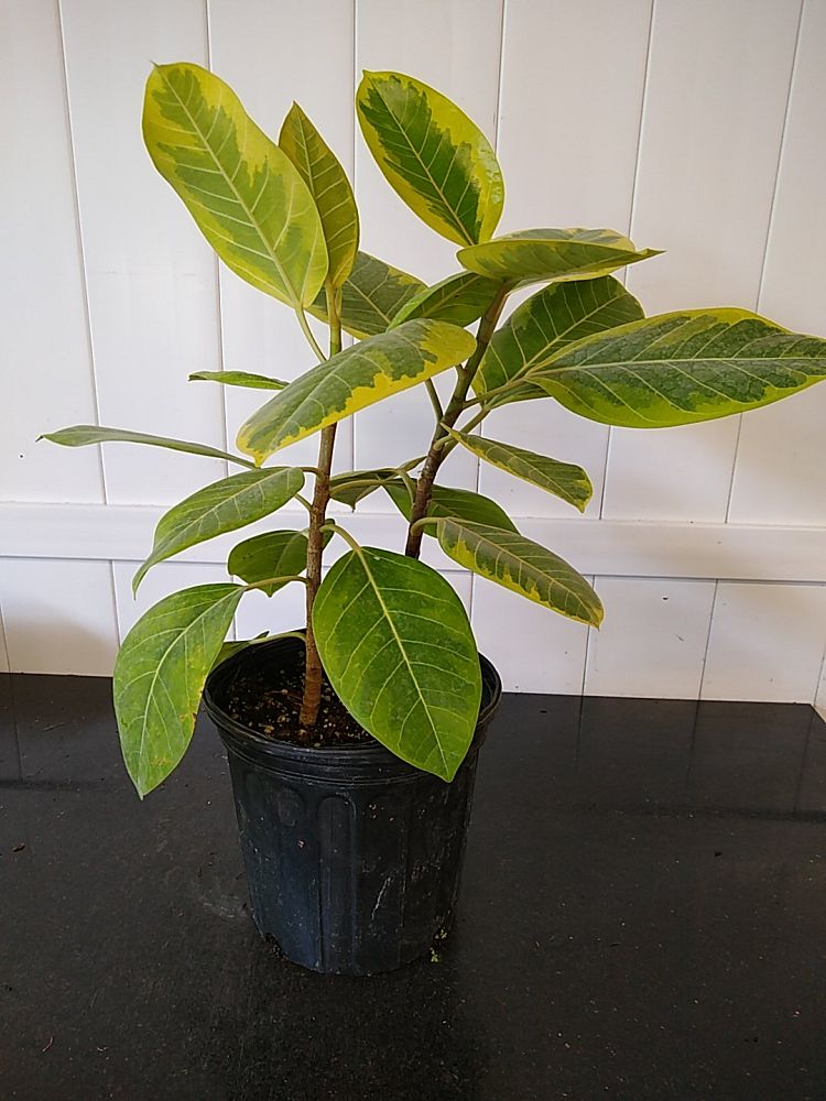 Ficus altissima | PlantVine