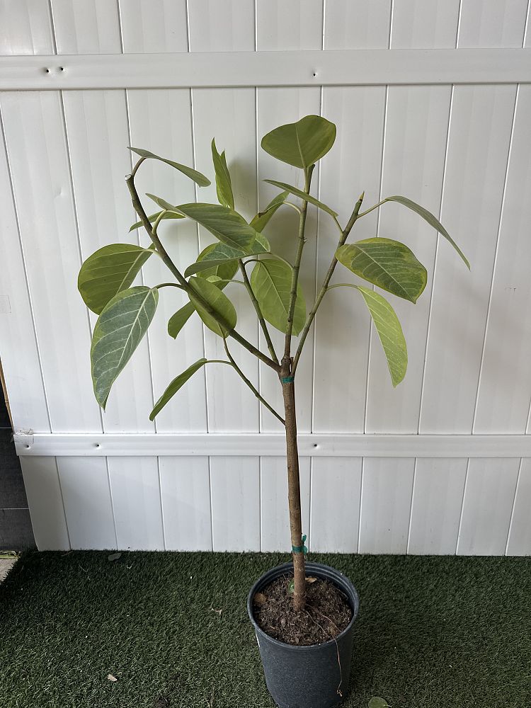 Ficus altissima | PlantVine
