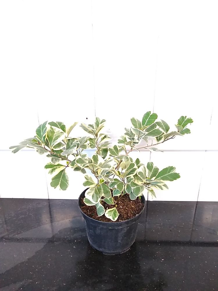 Ficus Triangularis Variegata | PlantVine