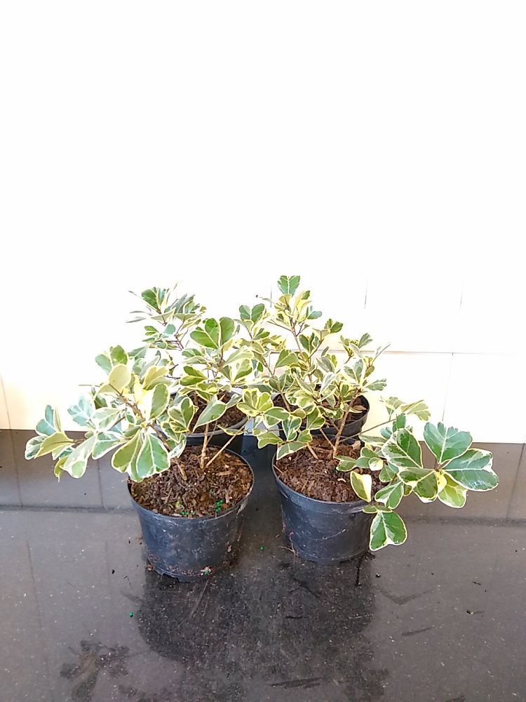 Ficus Triangularis Variegata | PlantVine