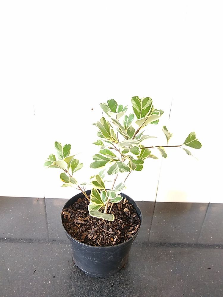 Ficus Triangularis Variegata | PlantVine