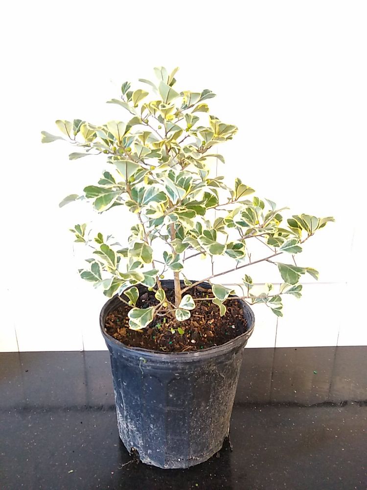 Ficus Triangularis Variegata | PlantVine