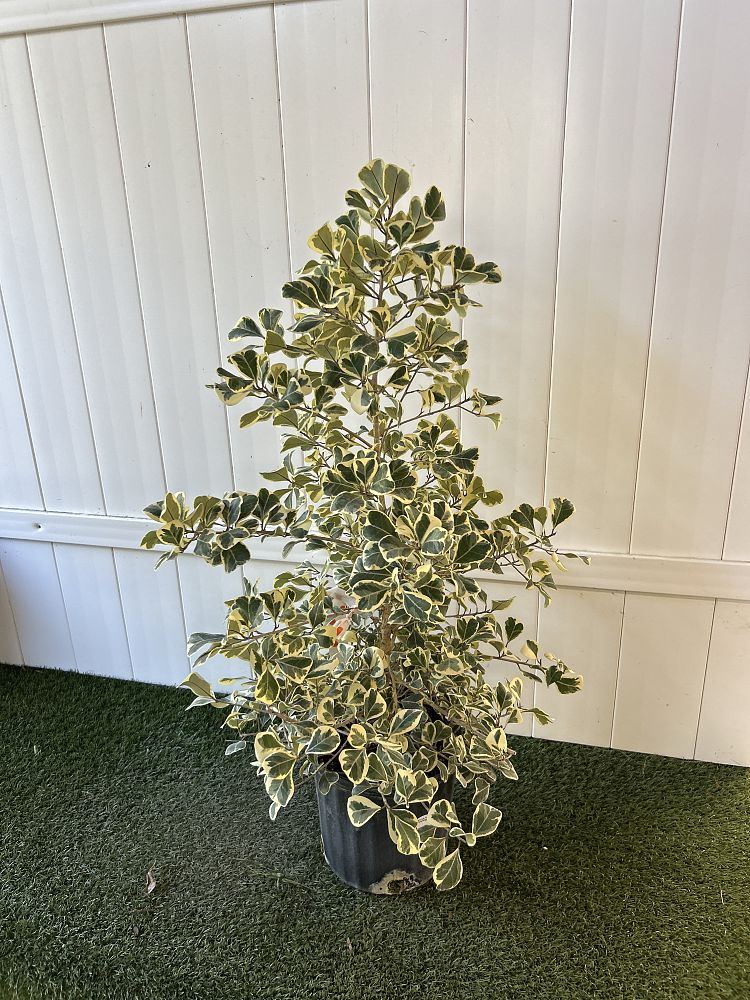 Variegated Ficus triangularis | PlantVine
