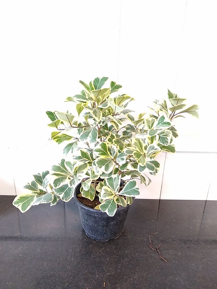 Ficus triangularis ‘Variegata’ | PlantVine