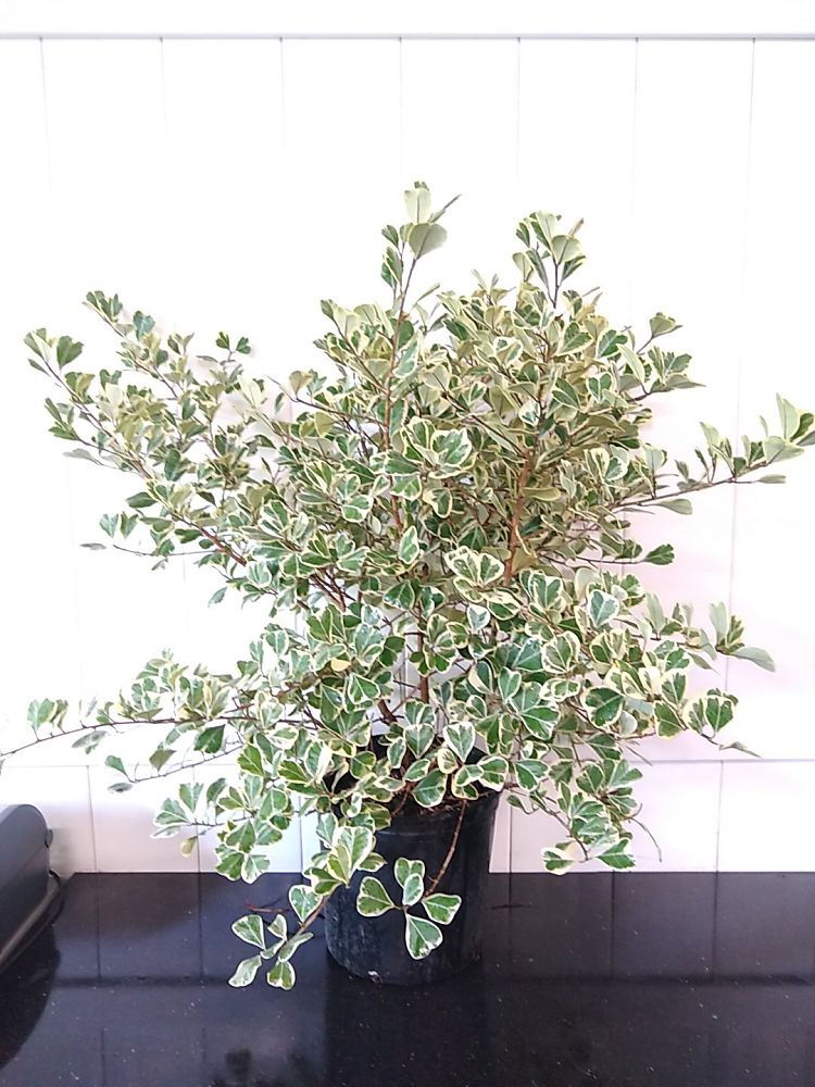 Ficus triangularis ‘Variegata’ | PlantVine