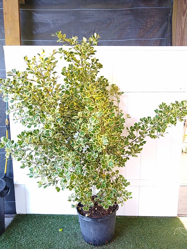 Ficus triangularis ‘Variegata’ | PlantVine