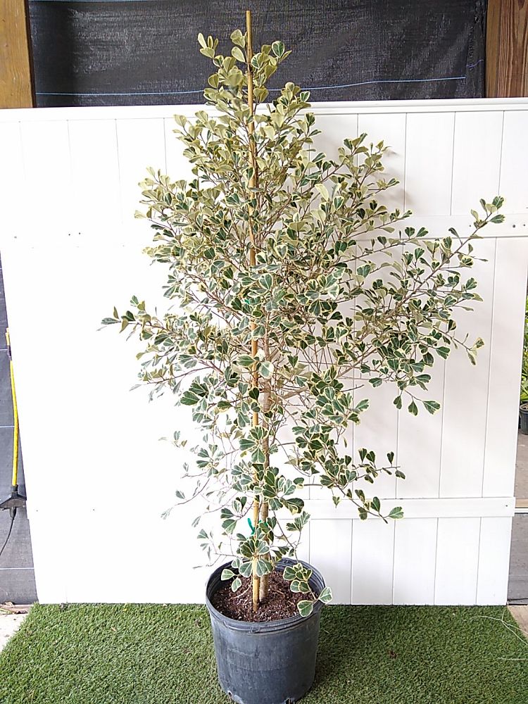 Ficus triangularis ‘Variegata’ | PlantVine