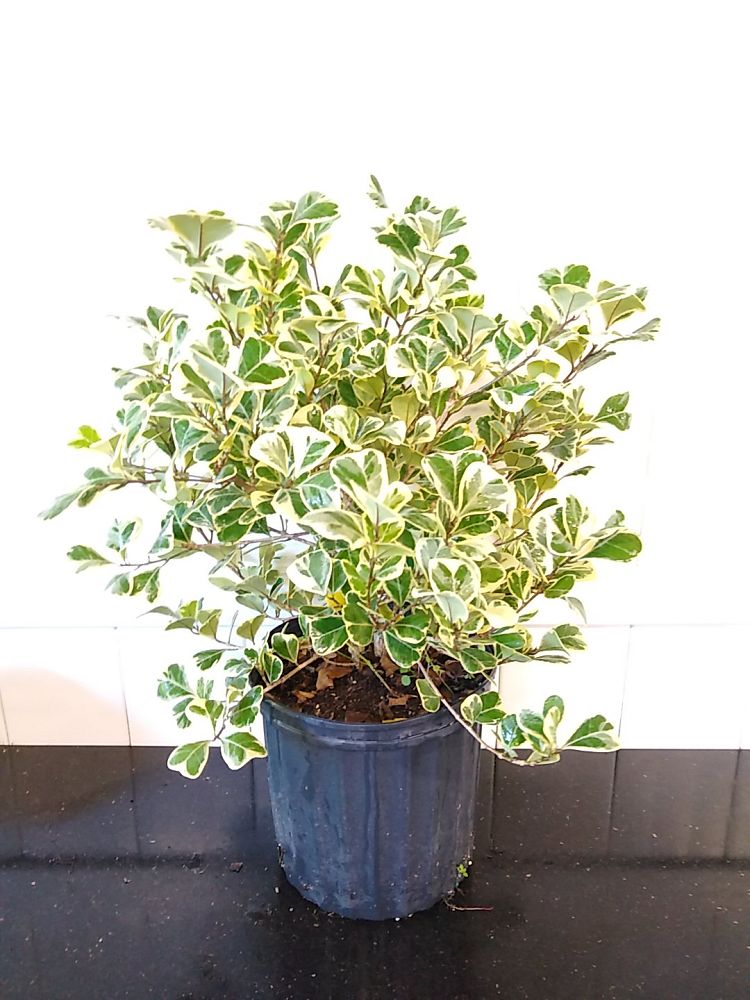 Ficus triangularis ‘Variegata’ | PlantVine