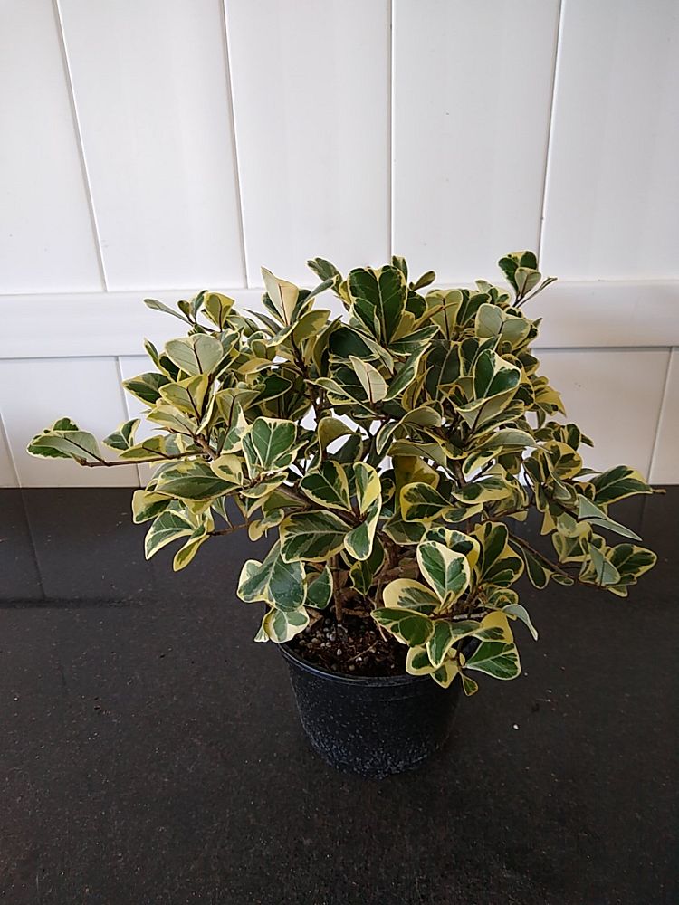 Ficus triangularis ‘Variegata’ | PlantVine