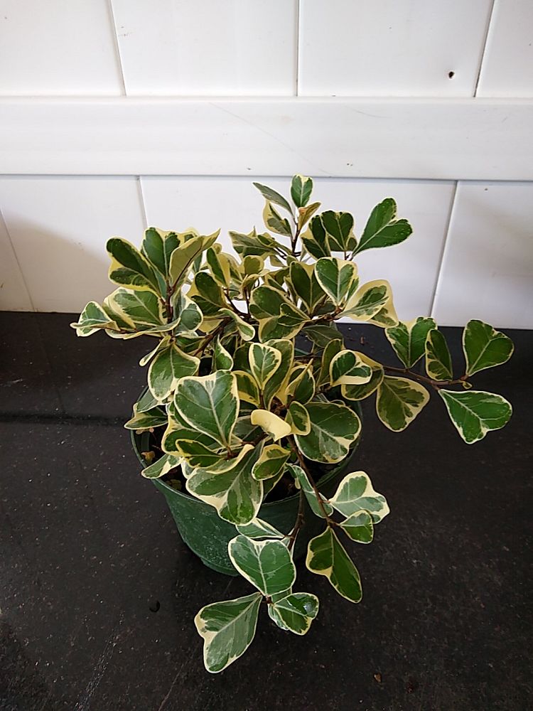Ficus triangularis ‘Variegata’ | PlantVine