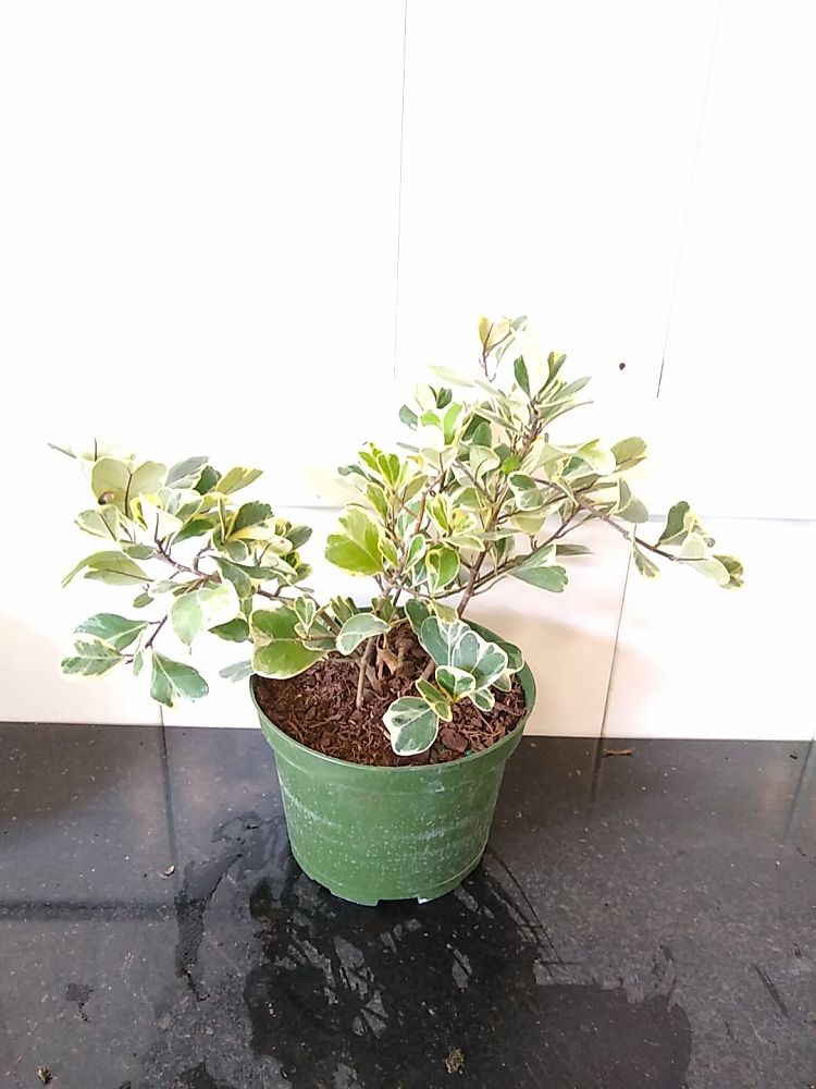 Ficus triangularis ‘Variegata’ | PlantVine
