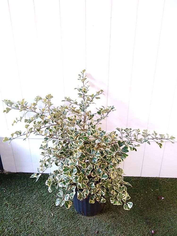 Ficus triangularis ‘Variegata’ | PlantVine
