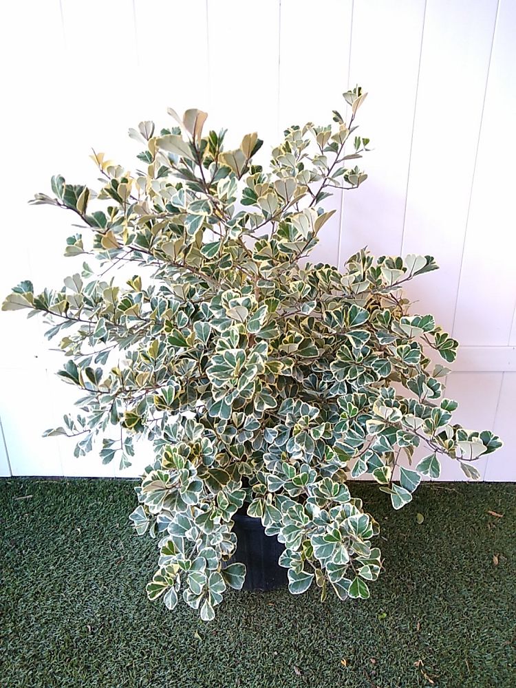Ficus triangularis ‘Variegata’ | PlantVine