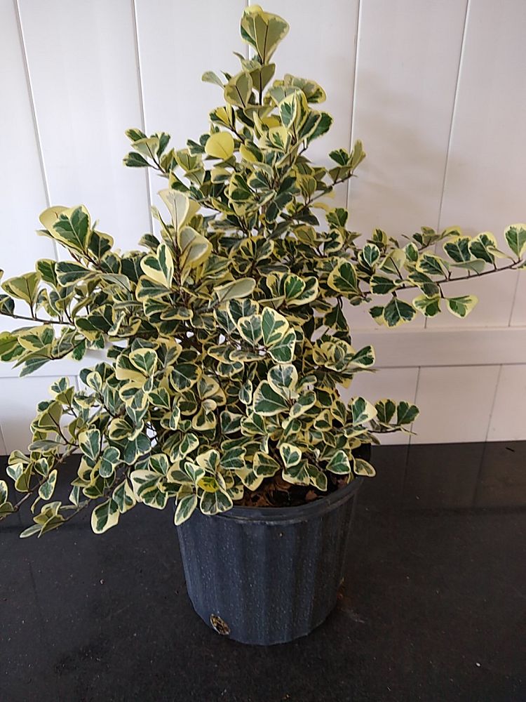 Variegated Ficus triangularis | PlantVine