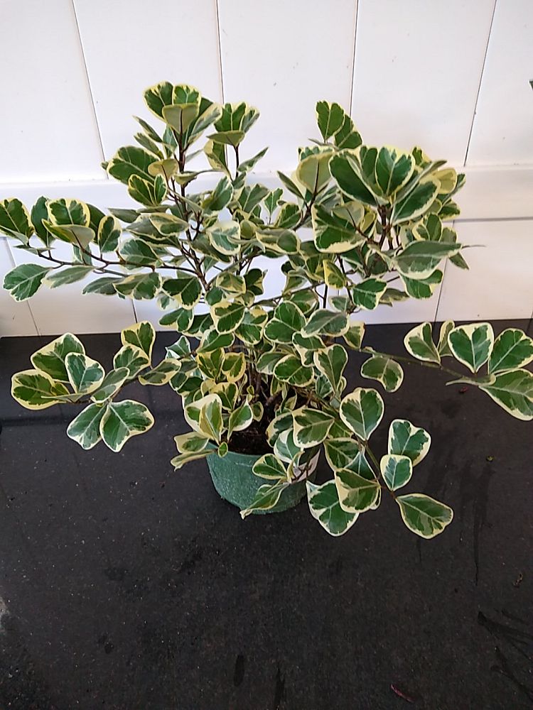Variegated Ficus triangularis | PlantVine