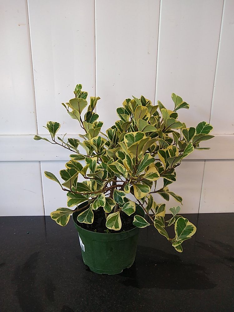 Variegated Ficus triangularis | PlantVine