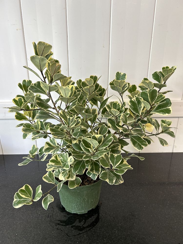 Variegated Ficus triangularis | PlantVine