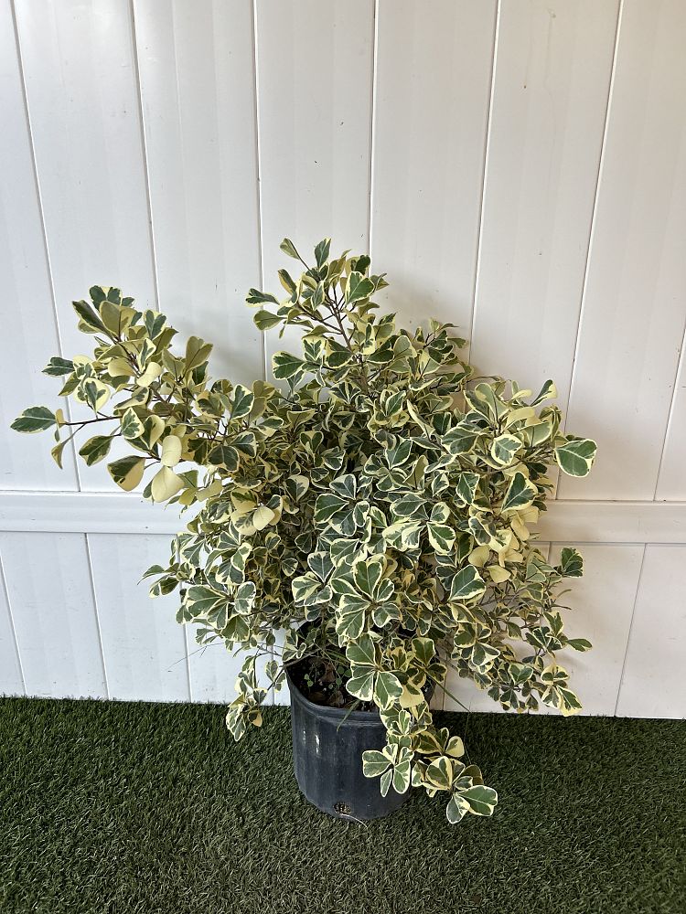 Variegated Ficus triangularis | PlantVine