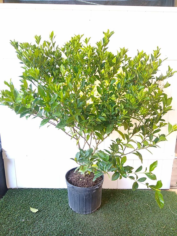 Miami Supreme Gardenia | PlantVine