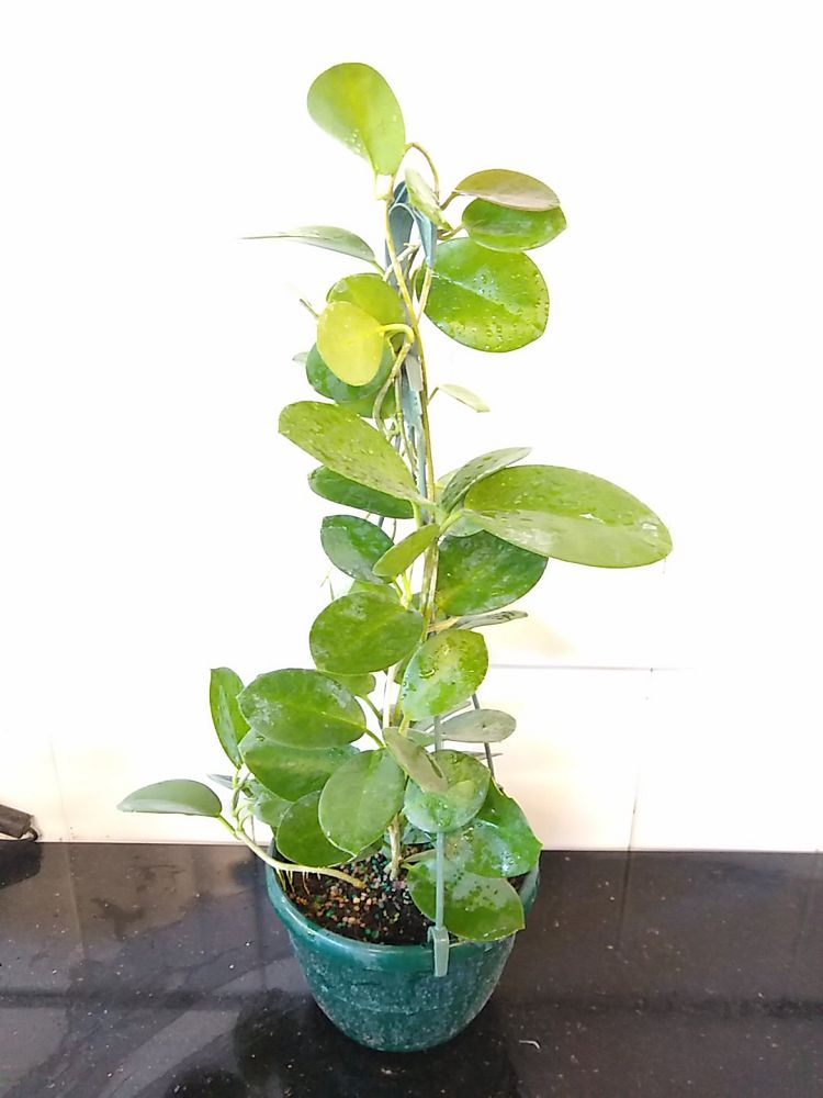 Hoya australis | PlantVine