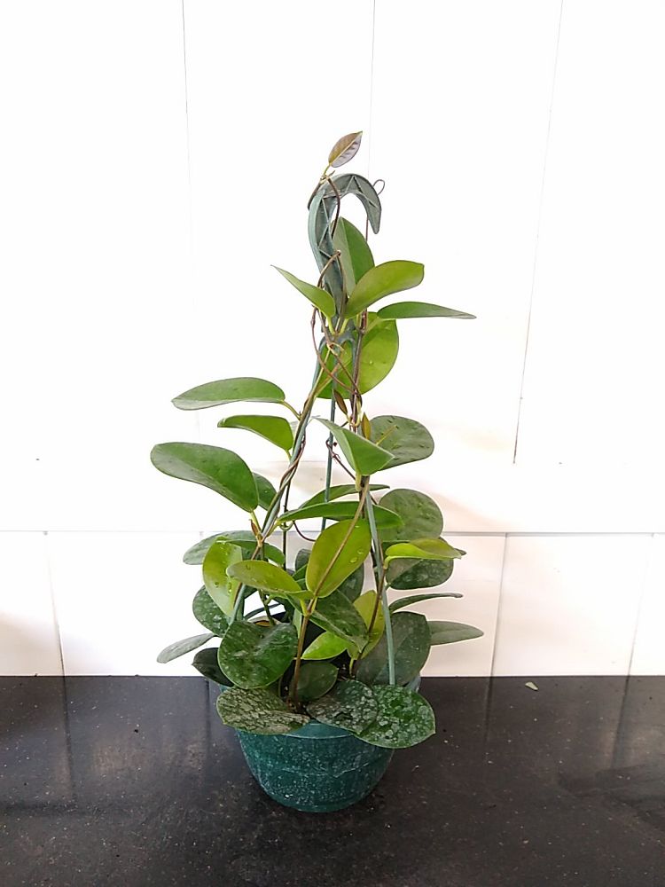 Hoya australis | PlantVine
