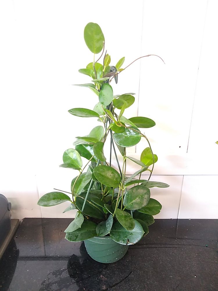 Hoya australis | PlantVine