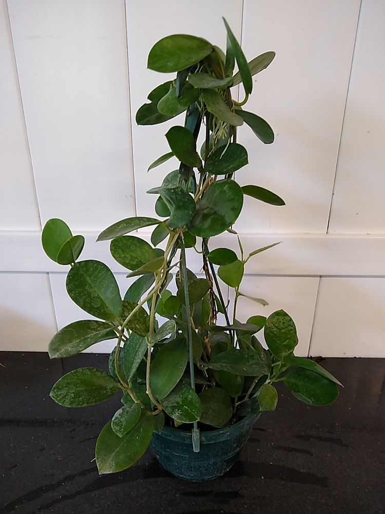 Hoya australis | PlantVine