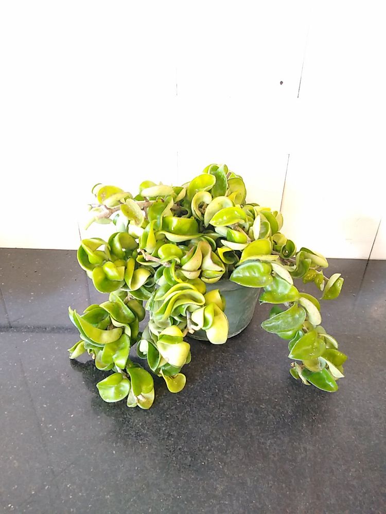 Hoya Carnosa ‘Compacta’ | PlantVine