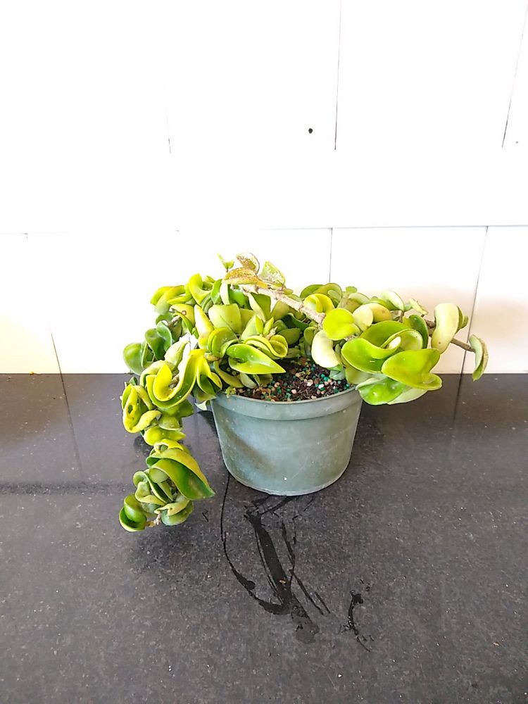 Hoya Carnosa ‘Compacta’ | PlantVine
