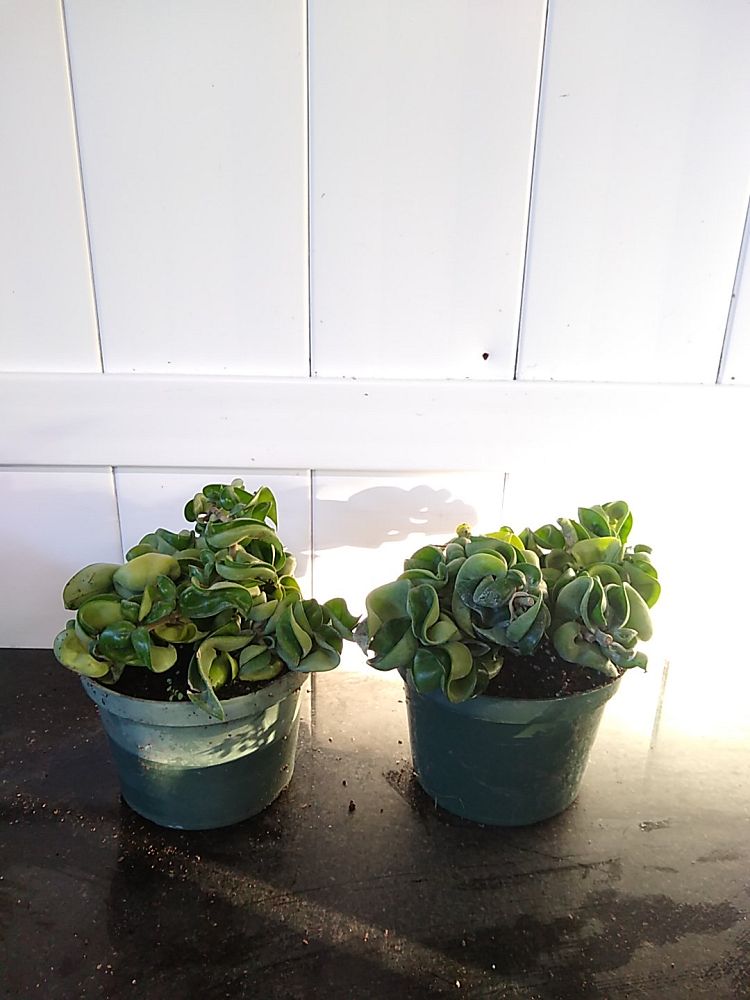 Hoya Carnosa ‘Compacta’ | PlantVine