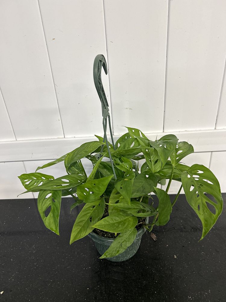 Monstera adansonii | PlantVine