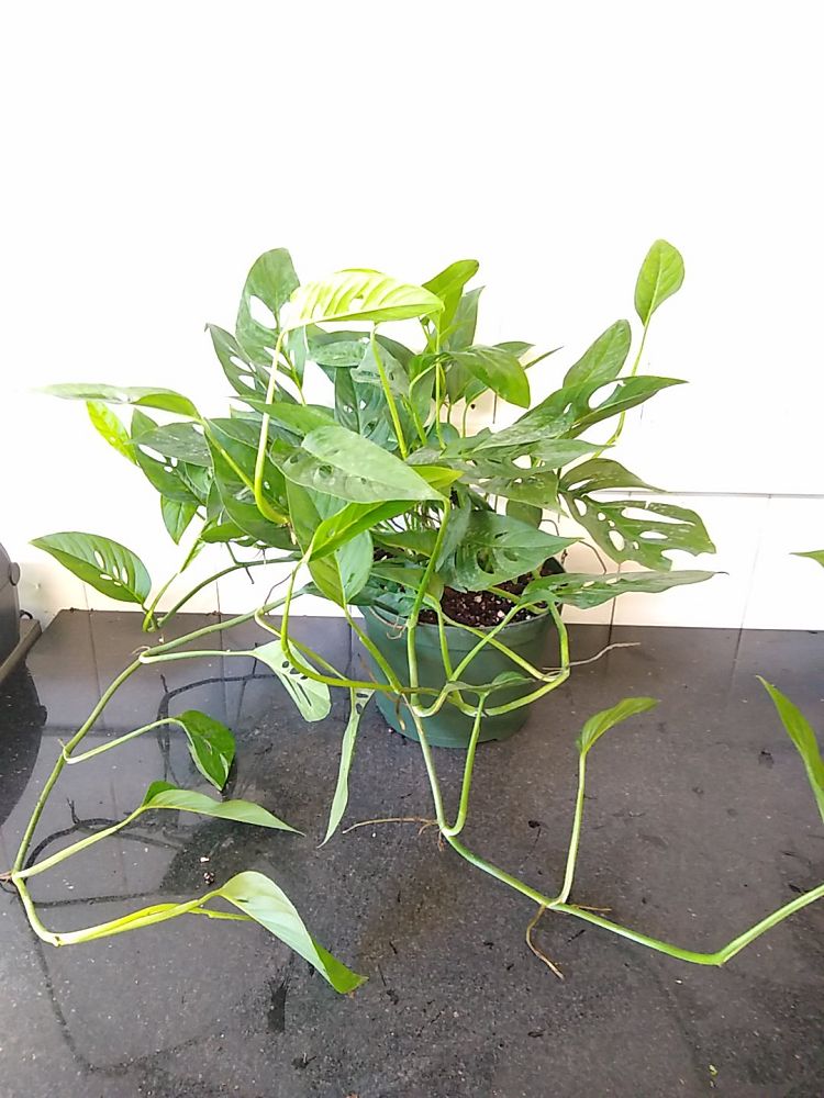 Monstera adansonii | PlantVine