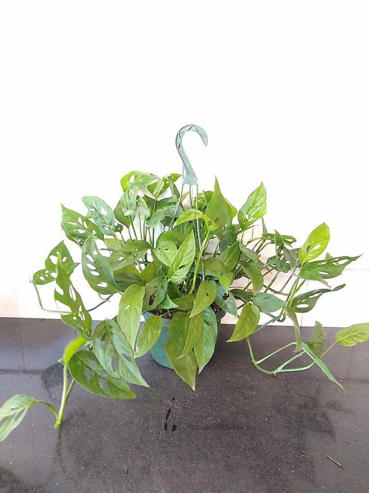 Monstera adansonii | PlantVine