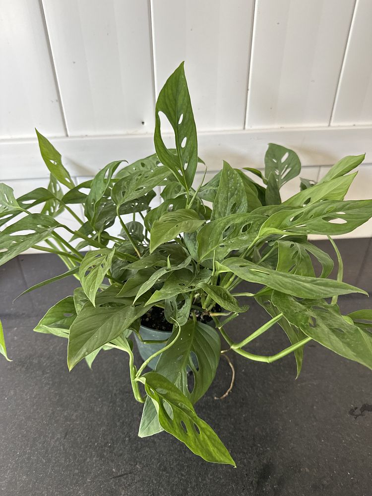 Monstera adansonii | PlantVine