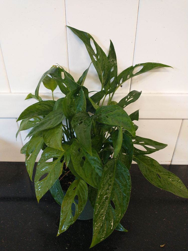 Monstera adansonii | PlantVine