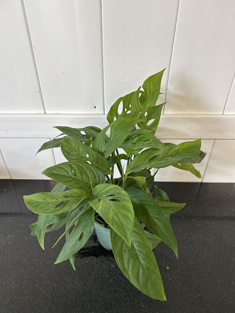 Monstera adansonii | PlantVine