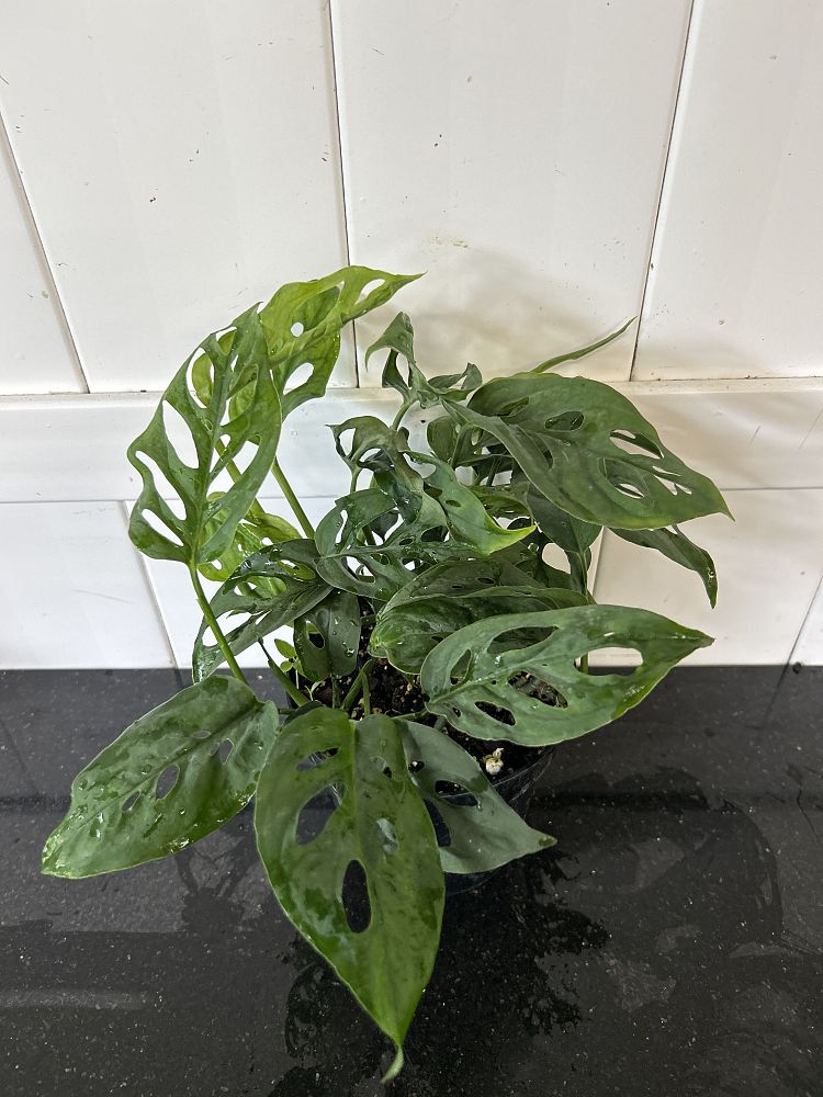 Monstera adansonii | PlantVine