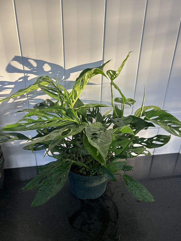 Monstera adansonii | PlantVine