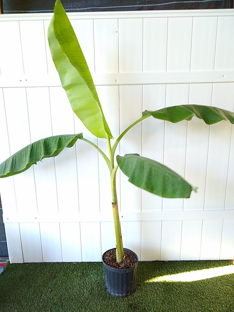 Musa acuminata ‘Ice Cream’, Banana ‘Blue Java’ | PlantVine