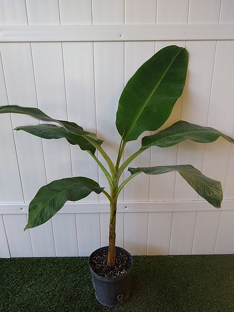 Musa acuminata ‘Ice Cream’, Banana ‘Blue Java’ | PlantVine