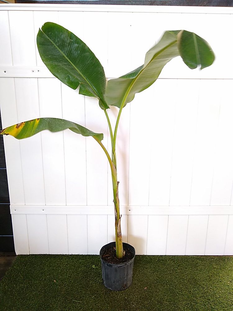 Musa acuminata ‘Ice Cream’, Banana ‘Blue Java’ | PlantVine