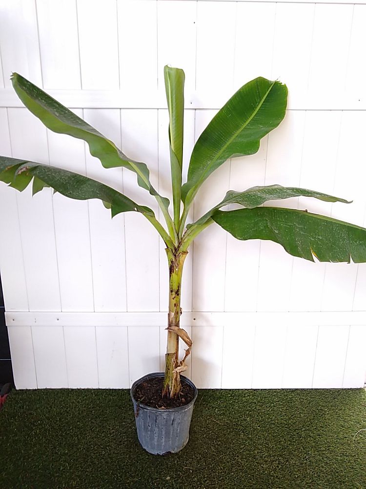 Musa acuminata ‘Ice Cream’, Banana ‘Blue Java’ | PlantVine