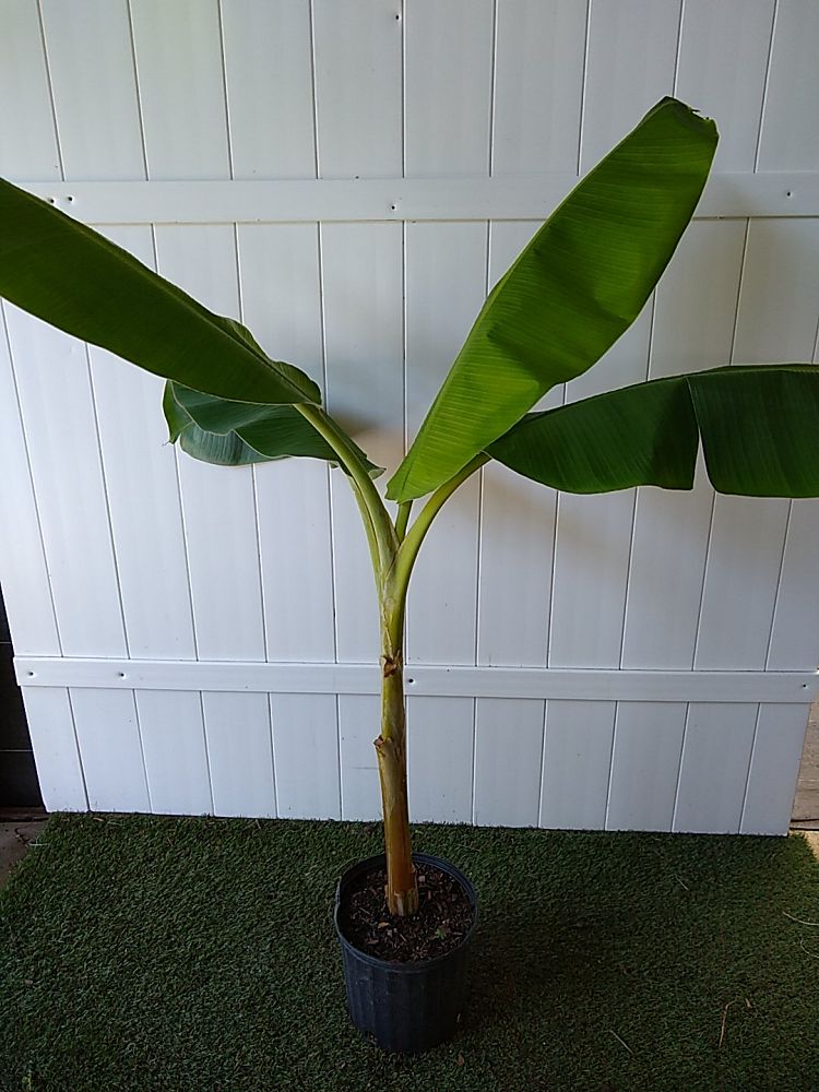 Musa acuminata ‘Ice Cream’, Banana ‘Blue Java’ | PlantVine