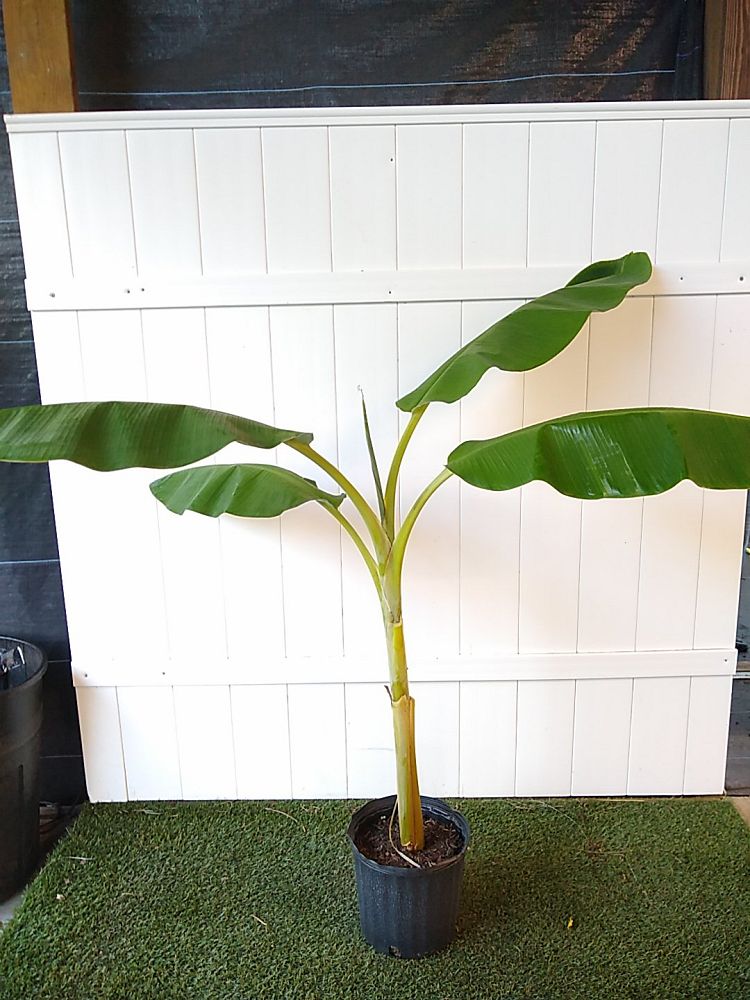 Musa acuminata ‘Ice Cream’, Banana ‘Blue Java’ | PlantVine