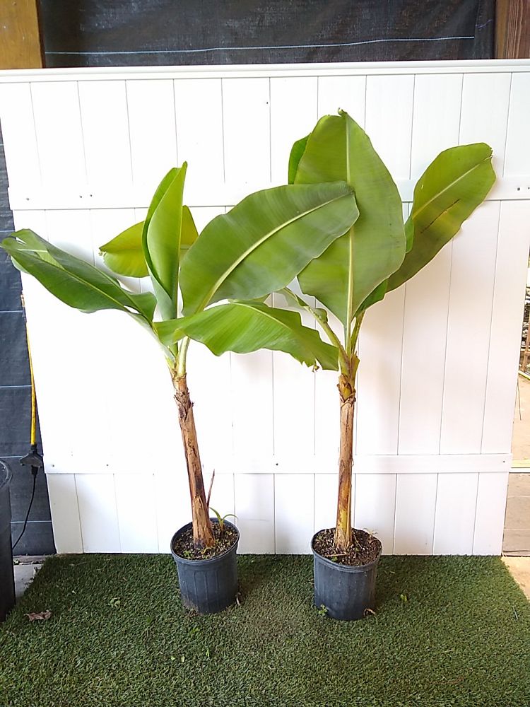 Musa acuminata ‘Ice Cream’, Banana ‘Blue Java’ | PlantVine