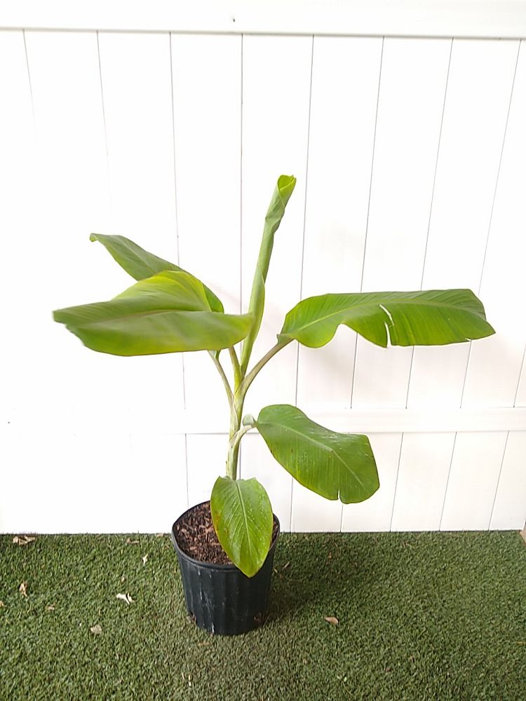 Blue Java Banana Tree | PlantVine