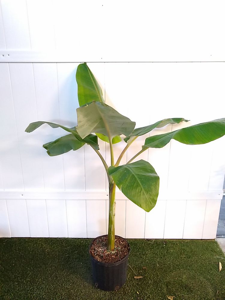 Blue Java Banana Tree | PlantVine