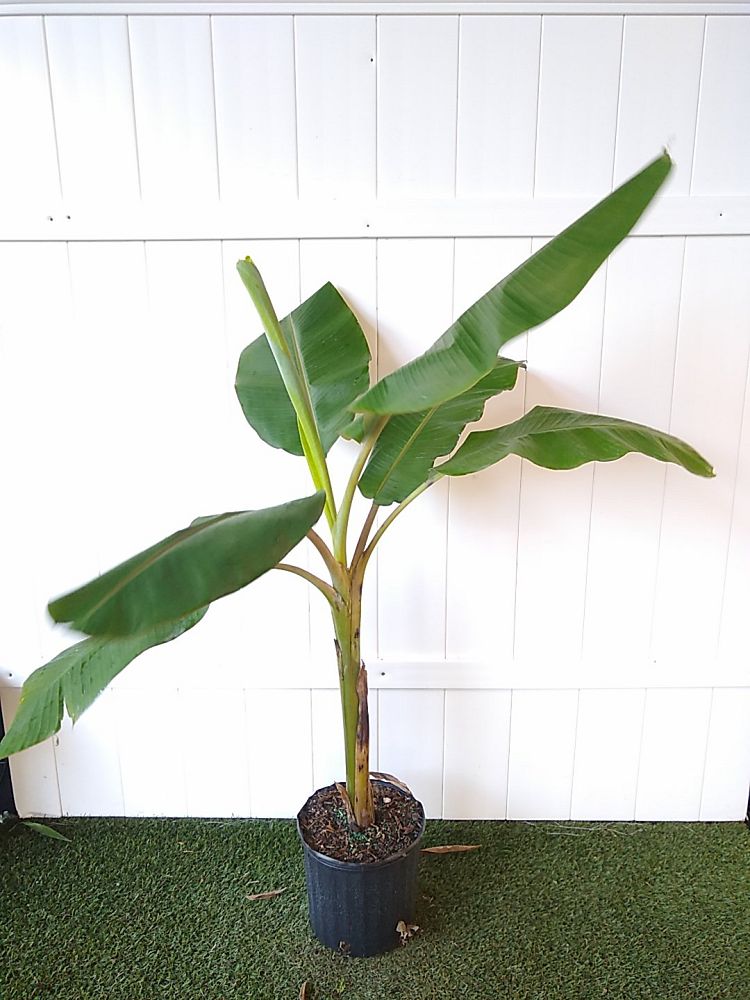 Blue Java Banana Tree | PlantVine