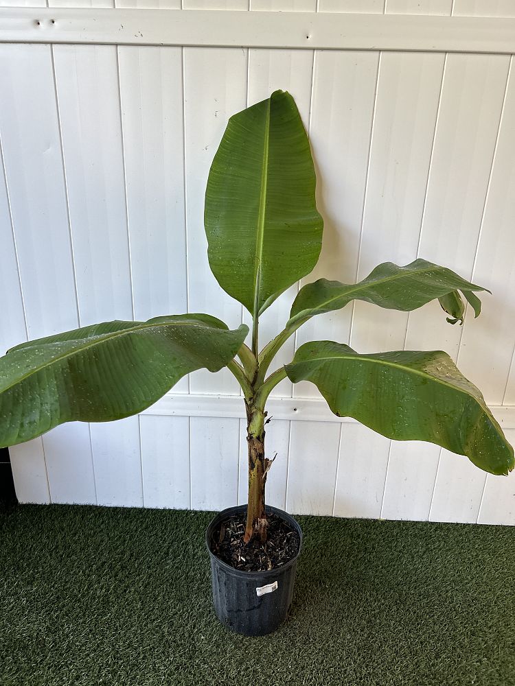 Blue Java Banana Tree | PlantVine