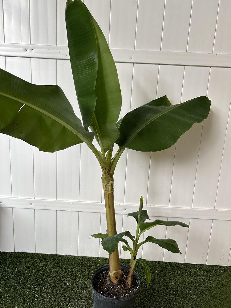 Blue Java Banana Tree | PlantVine